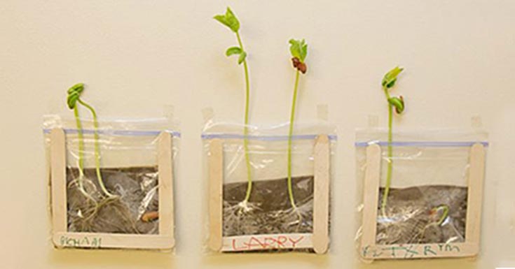 Growing beans in a bag | Beans in a bag experiment | Community Playthings